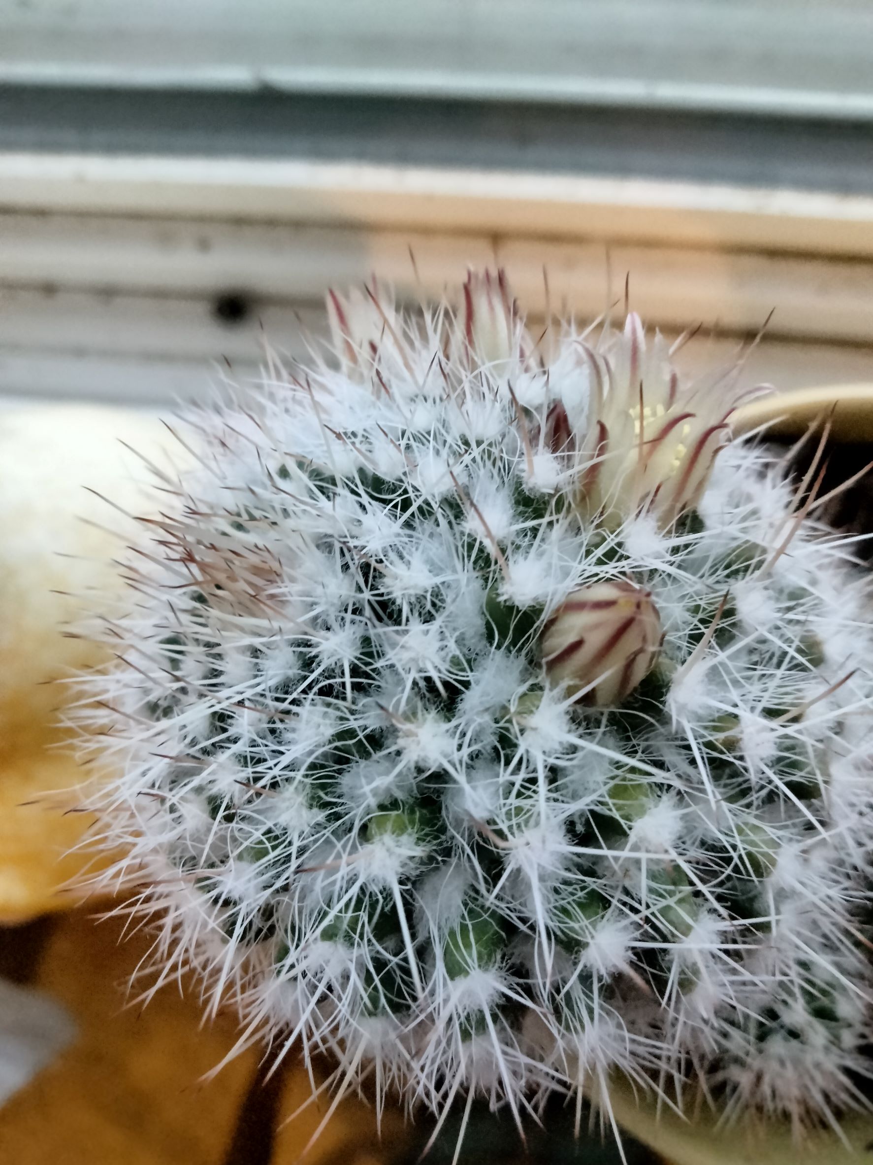 Look, my cactus grew flowers! – Out of Babel Books